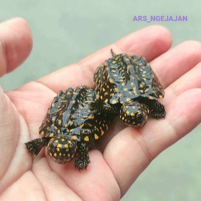 Jual Kura Kura Hamiltoni Black Pond Turtle | Shopee Indonesia