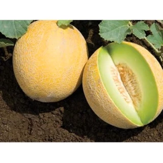 Jual Melon 1 Kg Terlengkap & Harga Terbaru Agustus 2025 | Shopee Indonesia