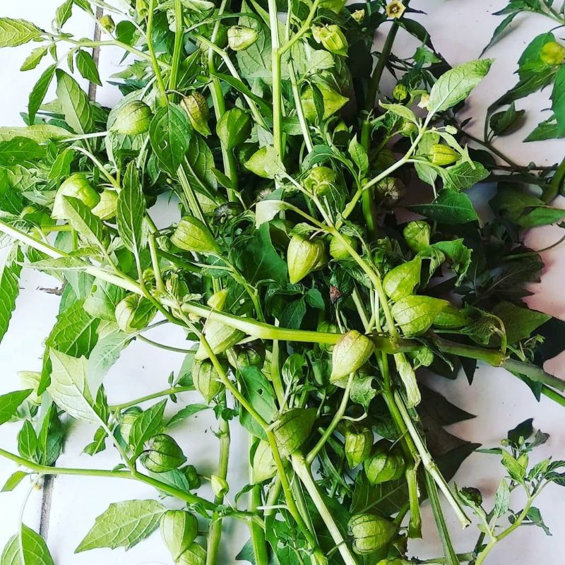 Jual Daun, Batang Dan Akar Ciplukan/Cecendet/Cecenet Segar (300 Gram ...