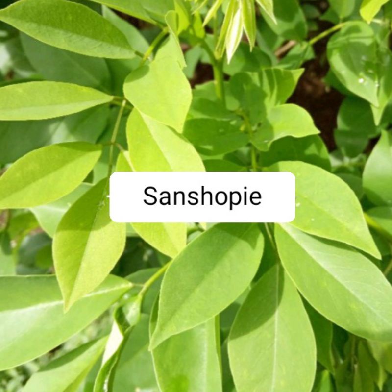 Jual Daun Gamal Atau Daun Dadap Cangkring Segar 1kg | Shopee Indonesia Jual Daun Gamal Atau Daun Dadap Cangkring Segar 1kg | Shopee Indonesia