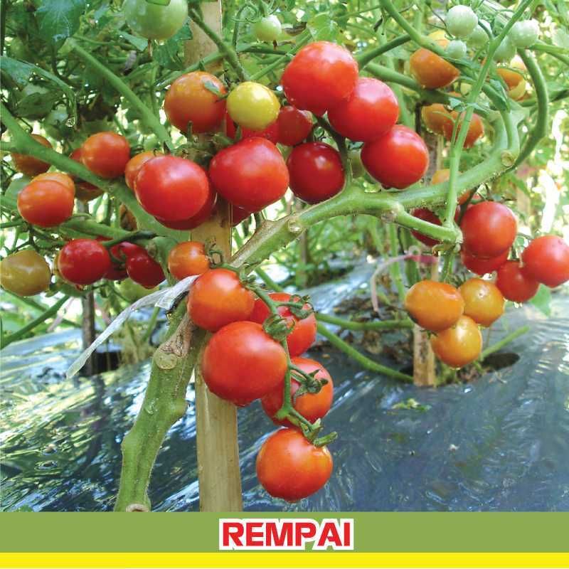 Jual Benih tomat ceri rampai 10 seed repacking | Shopee Indonesia