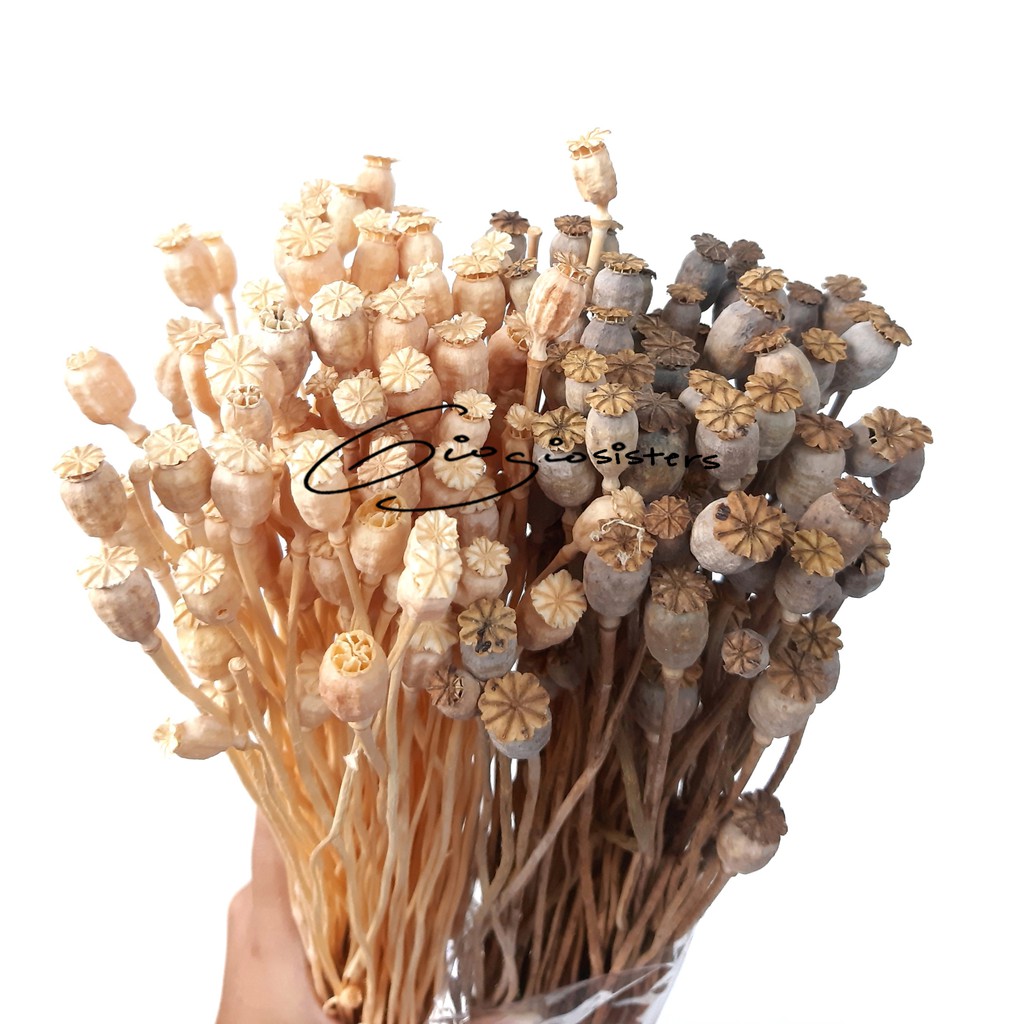 Jual 1 ikat Dried Poppy Pods | Bunga Kering Popi | Popi Kering | Poppy ...