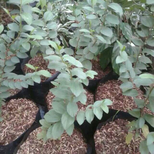 Jual Tanaman herbal bidara arab batang merah | Shopee Indonesia