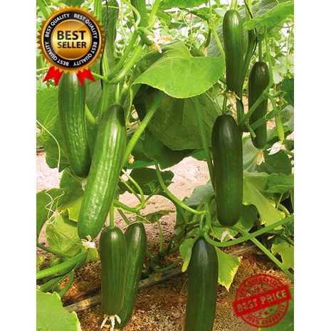 Jual (It's a seed, not a plant!)HYBRID/EASY TO GROW/HIGH YIELDING ...