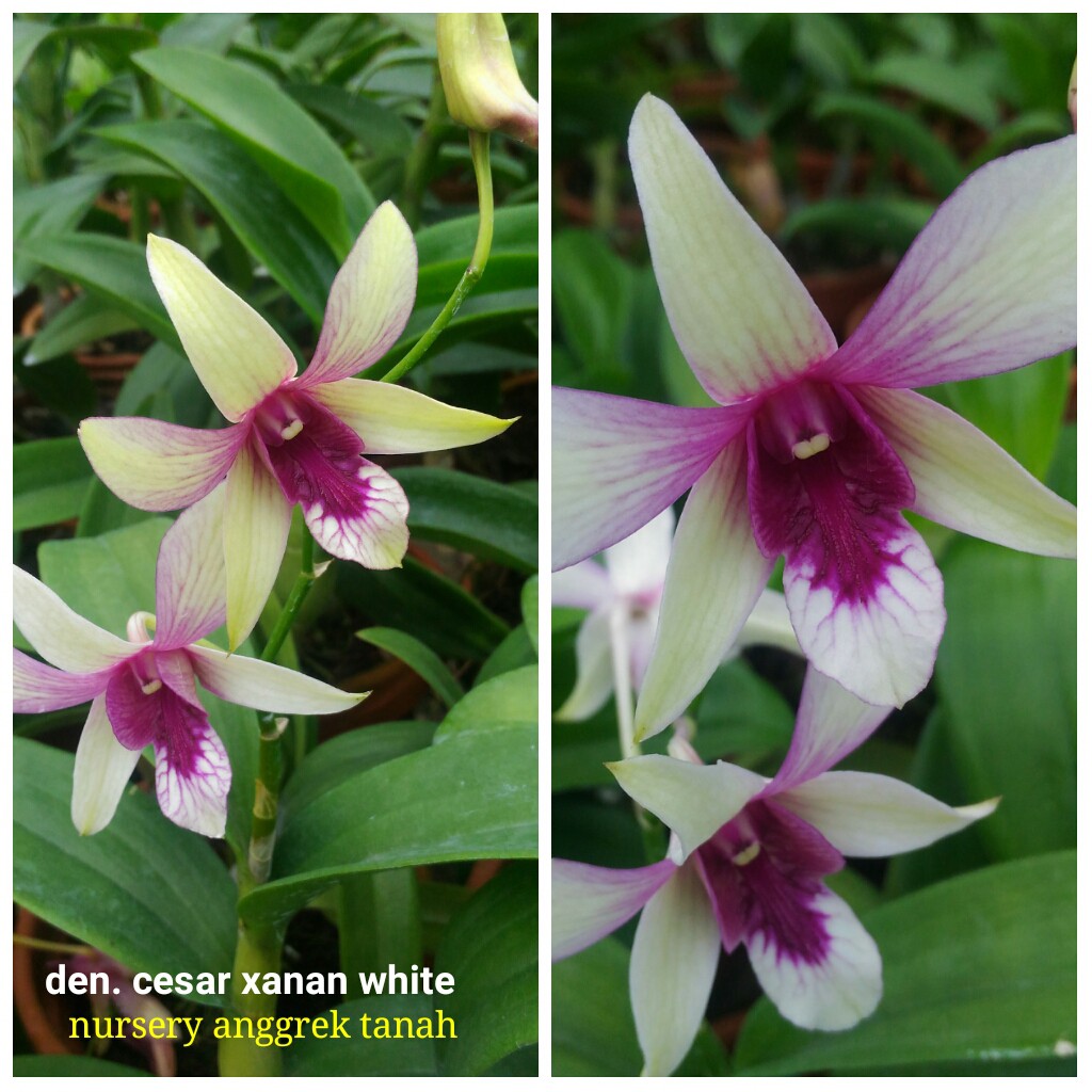 Jual Anggrek Dendrobium Caesar Xanan White | Shopee Indonesia