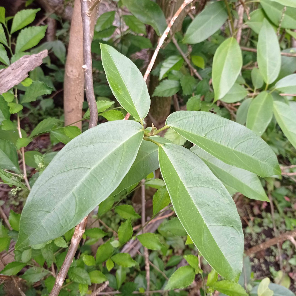 Jual 250gr daun cincau perdu atau daun cincau hijau | Shopee Indonesia