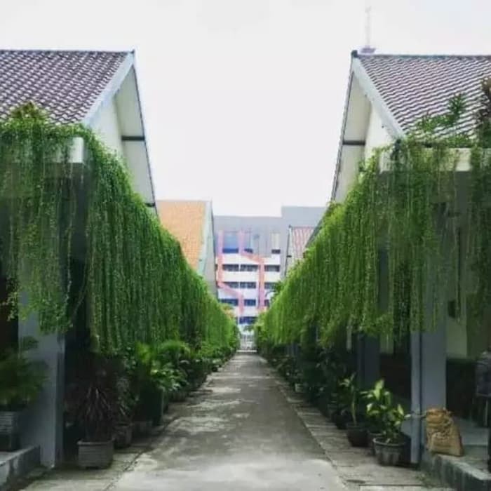 Jual New- tanaman hias lee kwan yew ukuran 1 meter | Shopee Indonesia