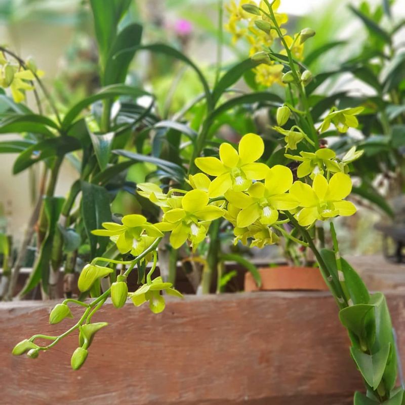 Jual anggrek dendrobium mini arindang green | Shopee Indonesia