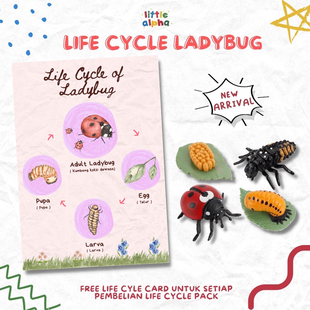 Jual LITTLE ALPHA Mainan Siklus Hidup Hewan - Life Cycle Animal - Life ... Jual LITTLE ALPHA Mainan Siklus Hidup Hewan - Life Cycle Animal - Life ...
