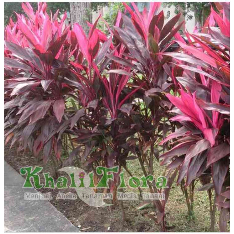 Jual Tanaman Hanjuang Merah Andong Merah | Shopee Indonesia