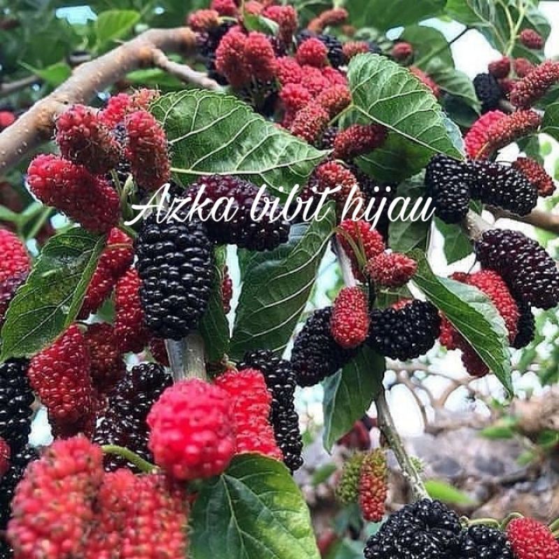 Jual promo beli 2 gratis 1 bibit buah mulberry/pohon murberry/murbey ...