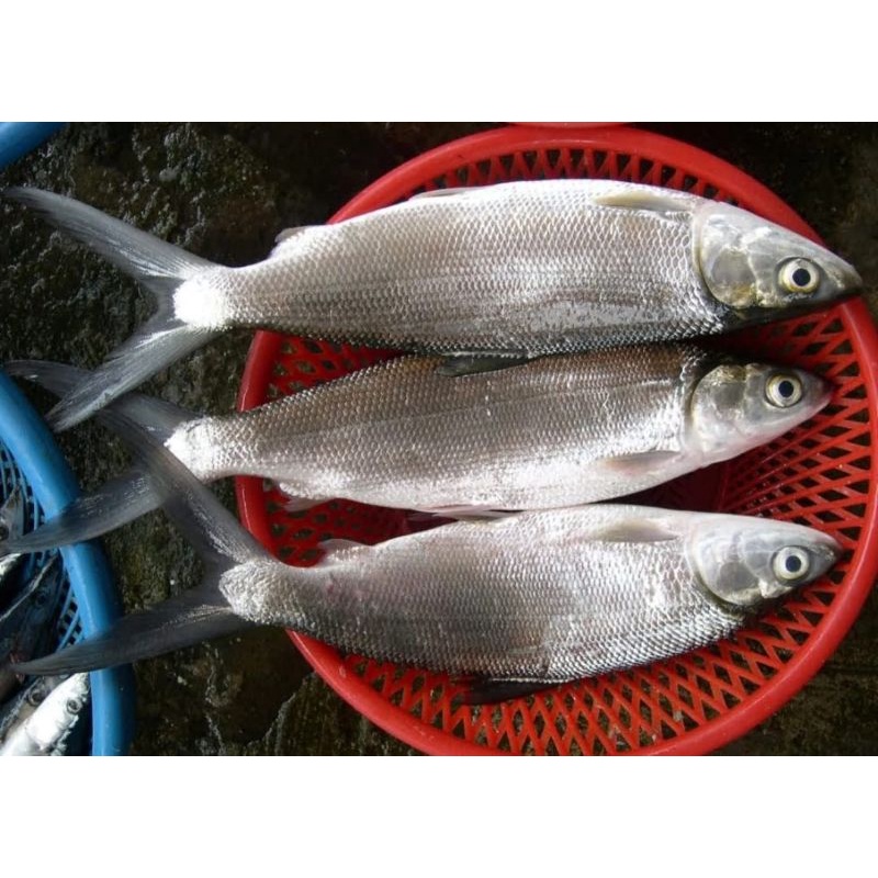 Jual Ikan Bandeng Segar Berat 500 Grm | Shopee Indonesia