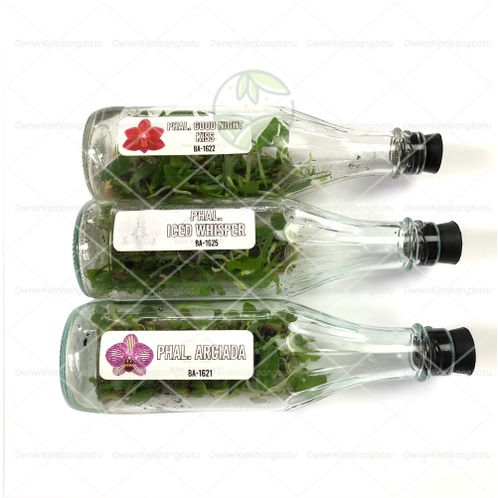 Jual Anggrek Botol Bulan Bibit Seedling anggrek Bulan Hybird Primary ...