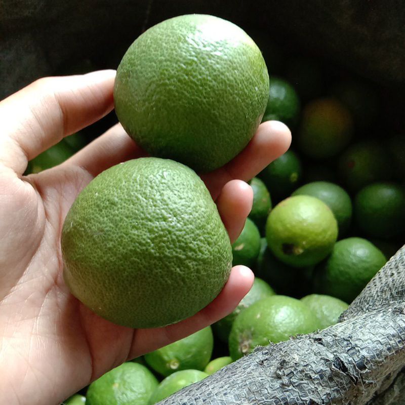 Jual Jeruk Nipis 1 kg | Shopee Indonesia