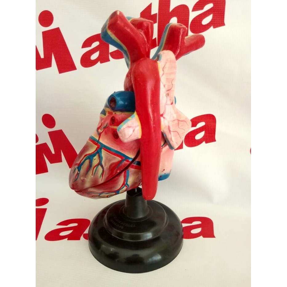 Jual Manekin Torso Kerangka Anatomi Model Jantung Manusia | Shopee ...