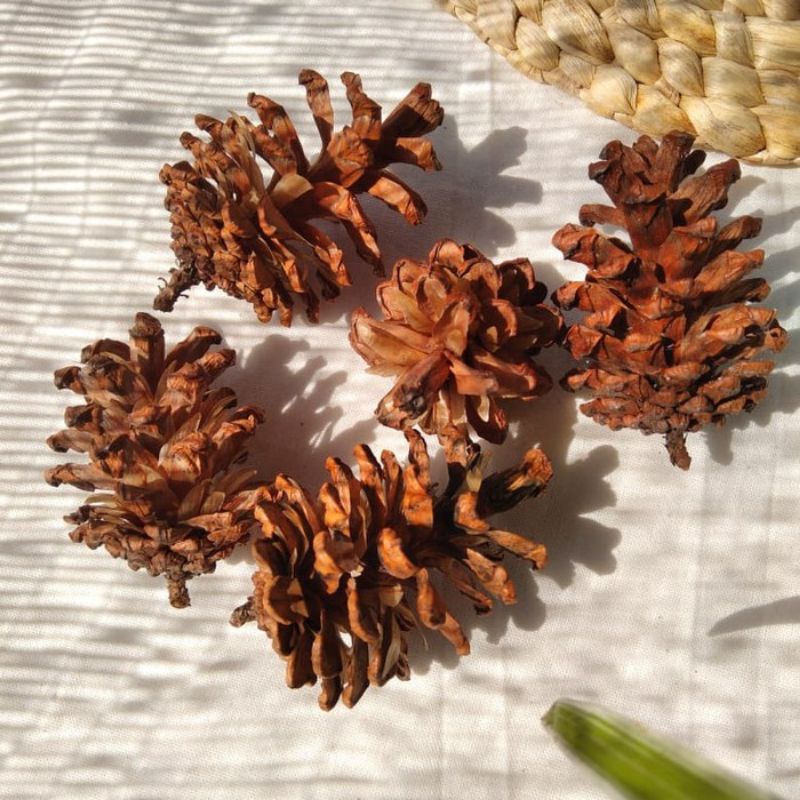 Jual PINUS/BUAH PINUS/PINE CONE DEKORASI RUSTIC | Shopee Indonesia
