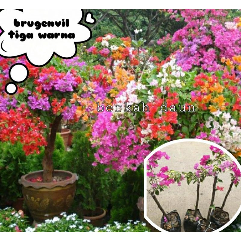 Jual bunga kertas atau brugenvil tiga warna hasil stek cepet bunga ...