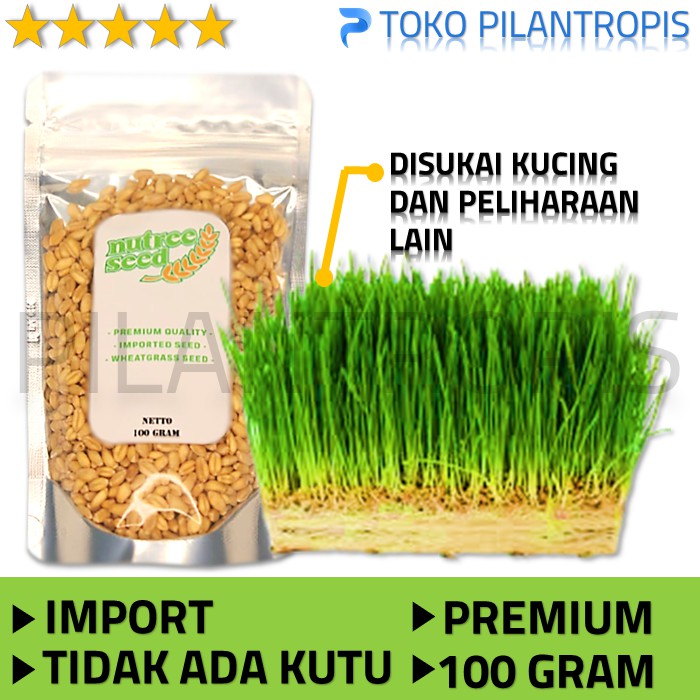 Jual BENIH WHEATGRASS 100GR BIBIT RUMPUT GANDUM BIJI CAT GRASS ...