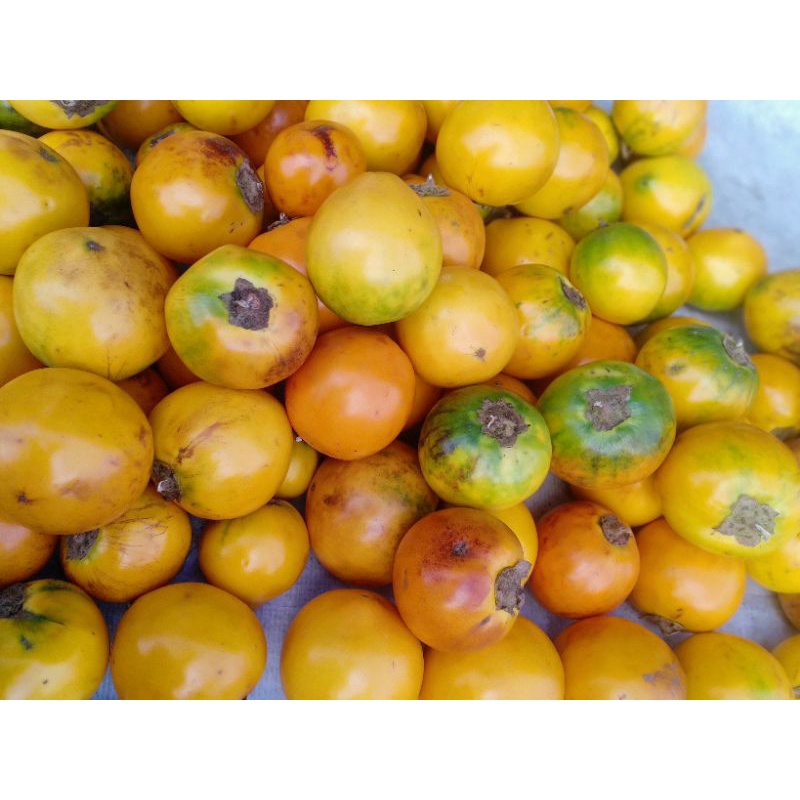 Jual TERONG ASAM 1Kg | Shopee Indonesia