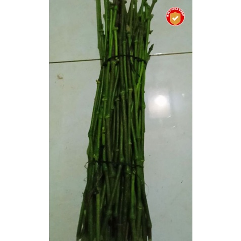 Jual Bibit Melada Isi 40 Batang sesuai gambar | Shopee Indonesia