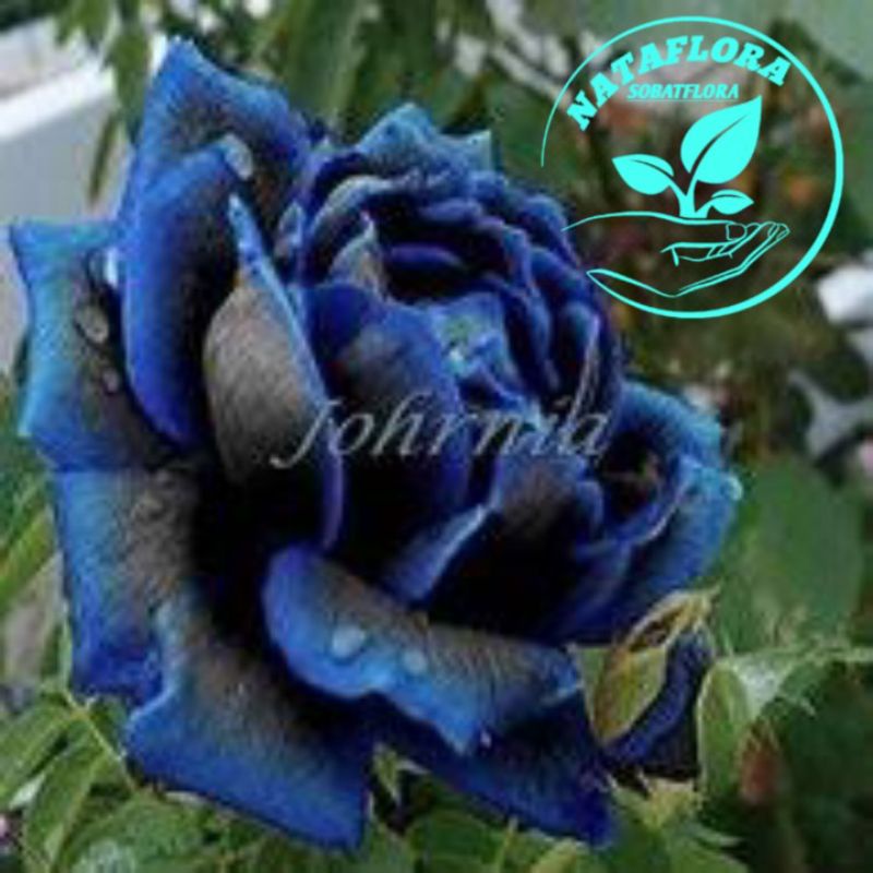 Jual PROMO!!TANAMAN HIAS BUGENVIL BUNGA KERTAS//BIRU TUA | Shopee Indonesia