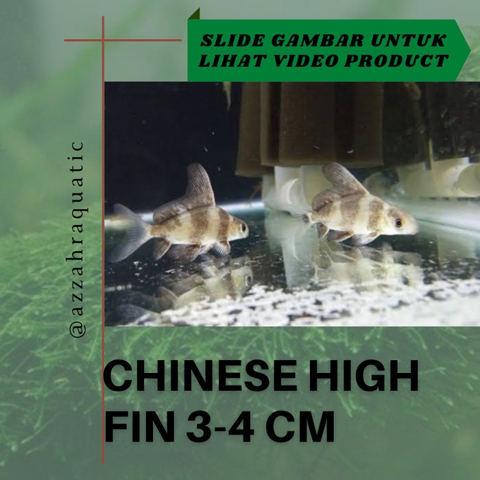 Jual Chinese High Fin CHF | Shopee Indonesia