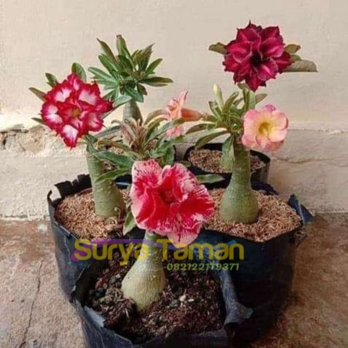 Jual Paket 5 Tanaman Hias Adenium Bunga Tumpuk-Adenium | Shopee Indonesia
