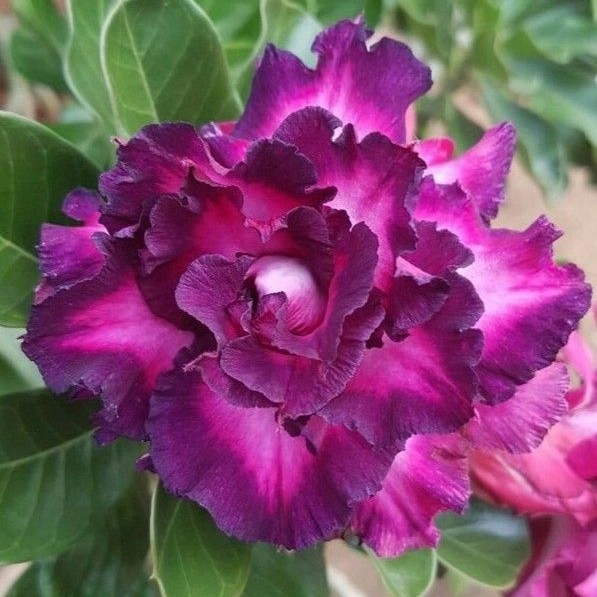 Jual adenium bunga tumpuk "purple widow " | Shopee Indonesia