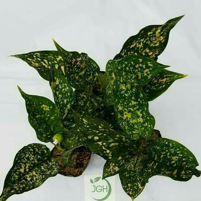 Jual Bunga Aglonema Ruby Pink - Tanaman Hias Aglaonema Pink Ruby ...