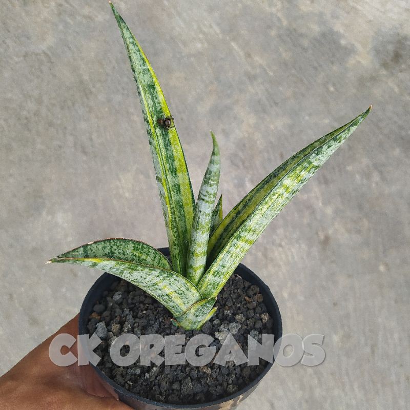 Jual Sansivera cordova variegata | Shopee Indonesia
