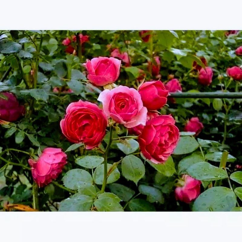 Jual Bibit Bunga Mawar Jepang | Shopee Indonesia