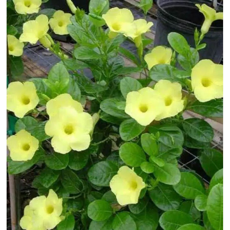 Jual (TERMURAH BISA COD) ( BAYAR DI TEMPAT ) tanaman rambat mandavilla ...