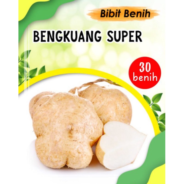 Jual 30 butir benih bengkuang super/benih bengkoang | Shopee Indonesia