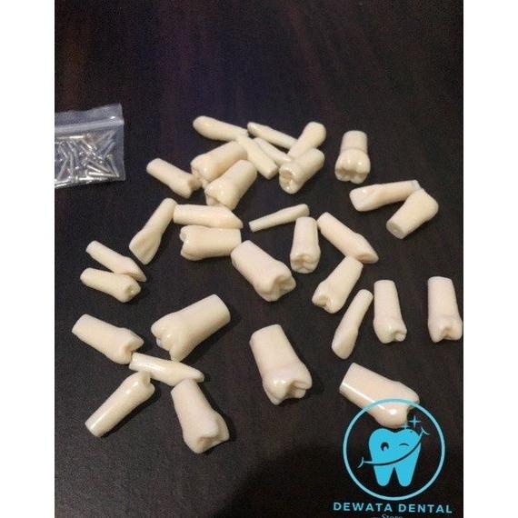 Jual Gigi Typodont Nissin model 32 teeth Eceran + skrup | Shopee Indonesia