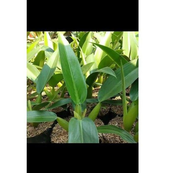 Jual Philodendron Eceng Gondok-Philo Katak | Shopee Indonesia