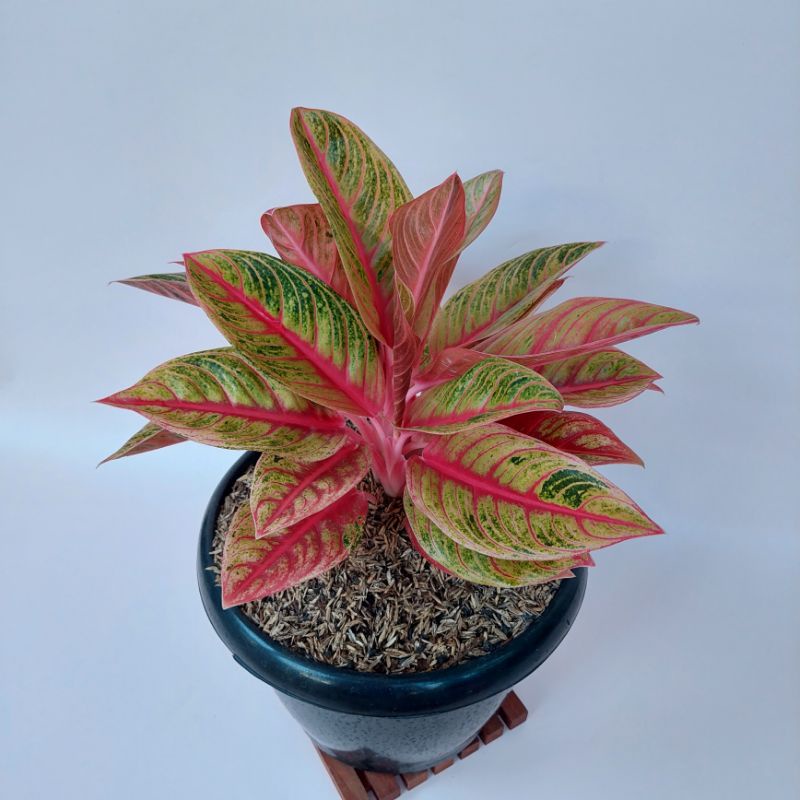 Jual Aglaonema Red Nancy | Shopee Indonesia