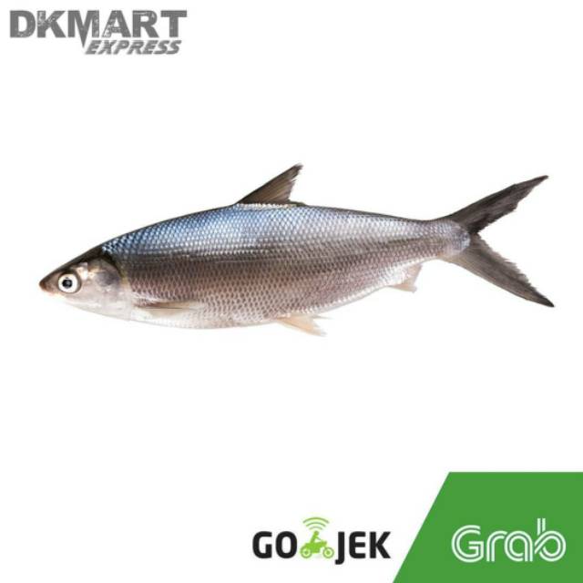 Jual Ikan bandeng segar 500 gram | Shopee Indonesia