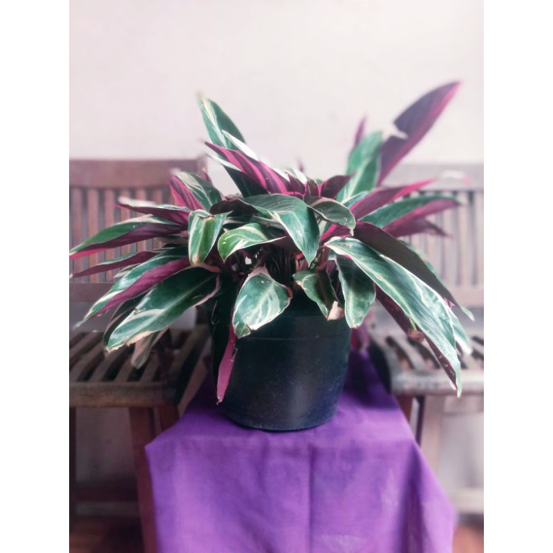 Jual catalea/maranta bali | Shopee Indonesia