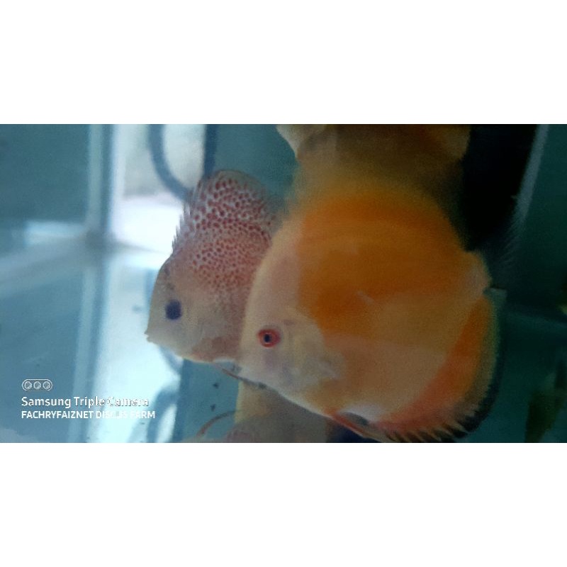 Jual IKAN HIAS DISCUS RED MELON 3.5 INCH | Shopee Indonesia
