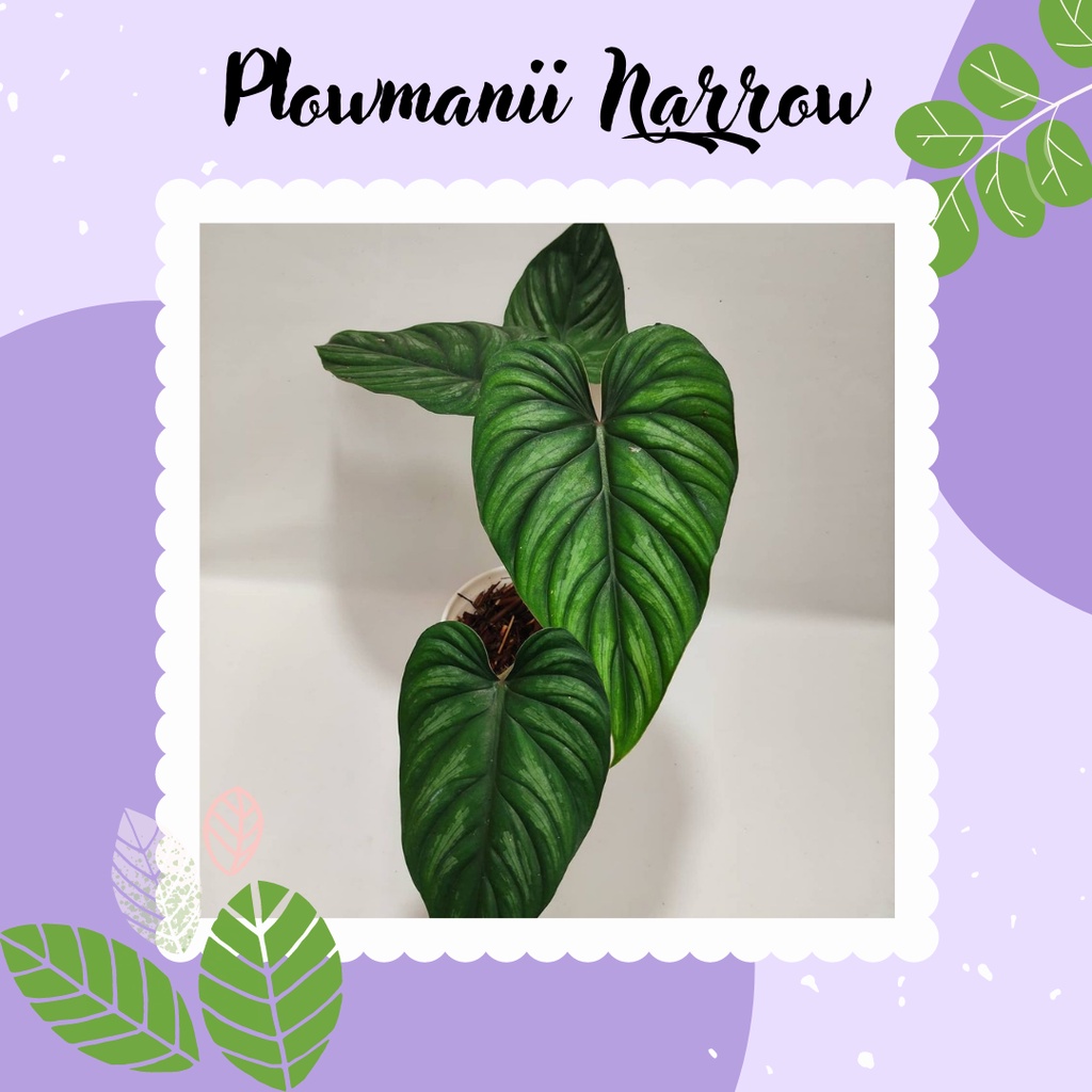 Jual Tanaman Koleksi Philodendron Philo Plow Manii Narrow Tanaman Hias ...