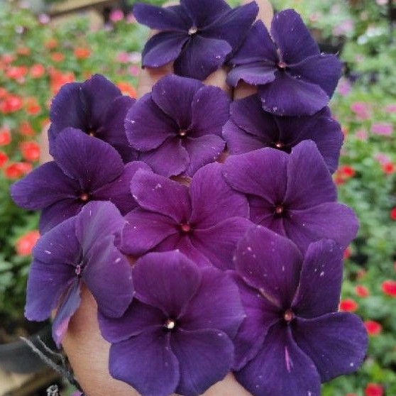 Jual vinca blue berry tegak | Shopee Indonesia