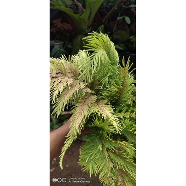 Jual Pakis Embun Batu | Shopee Indonesia