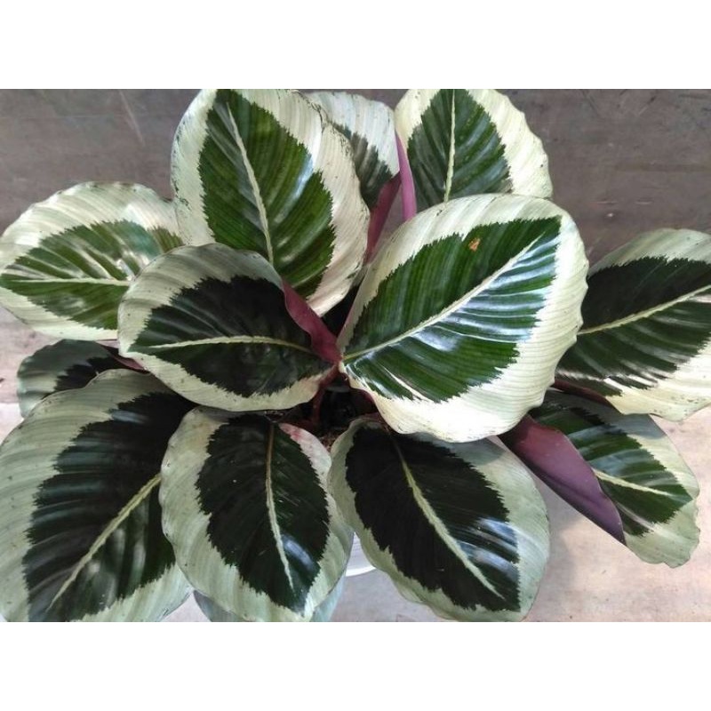 Jual Tanaman Hias Calathea Cynthia-Tanaman Hias Calathea Cynthia Silver ...