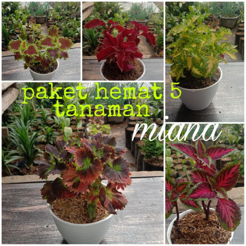 Jual paket hemat 5 jenis tanaman miana | Shopee Indonesia Jual paket hemat 5 jenis tanaman miana | Shopee Indonesia