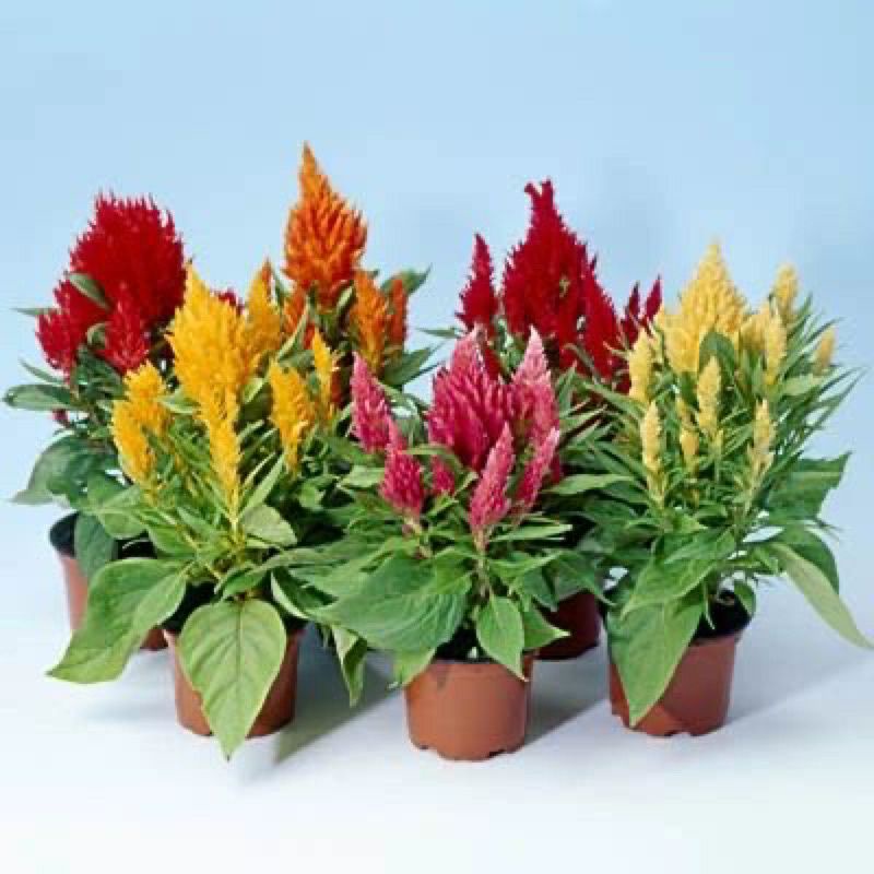Jual BUNGA CELOSIA / JENGGER AYAM | Shopee Indonesia