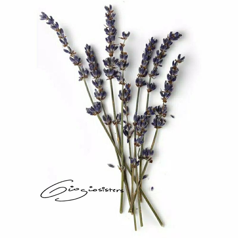 Jual 1 ikat Lavender Kering | Dried Flower Lavender 3 510 pcs | Bunga ...