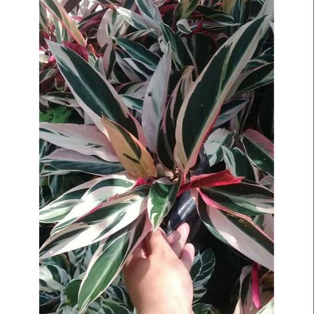 Jual Calathea tri color calathea merah putih | Shopee Indonesia