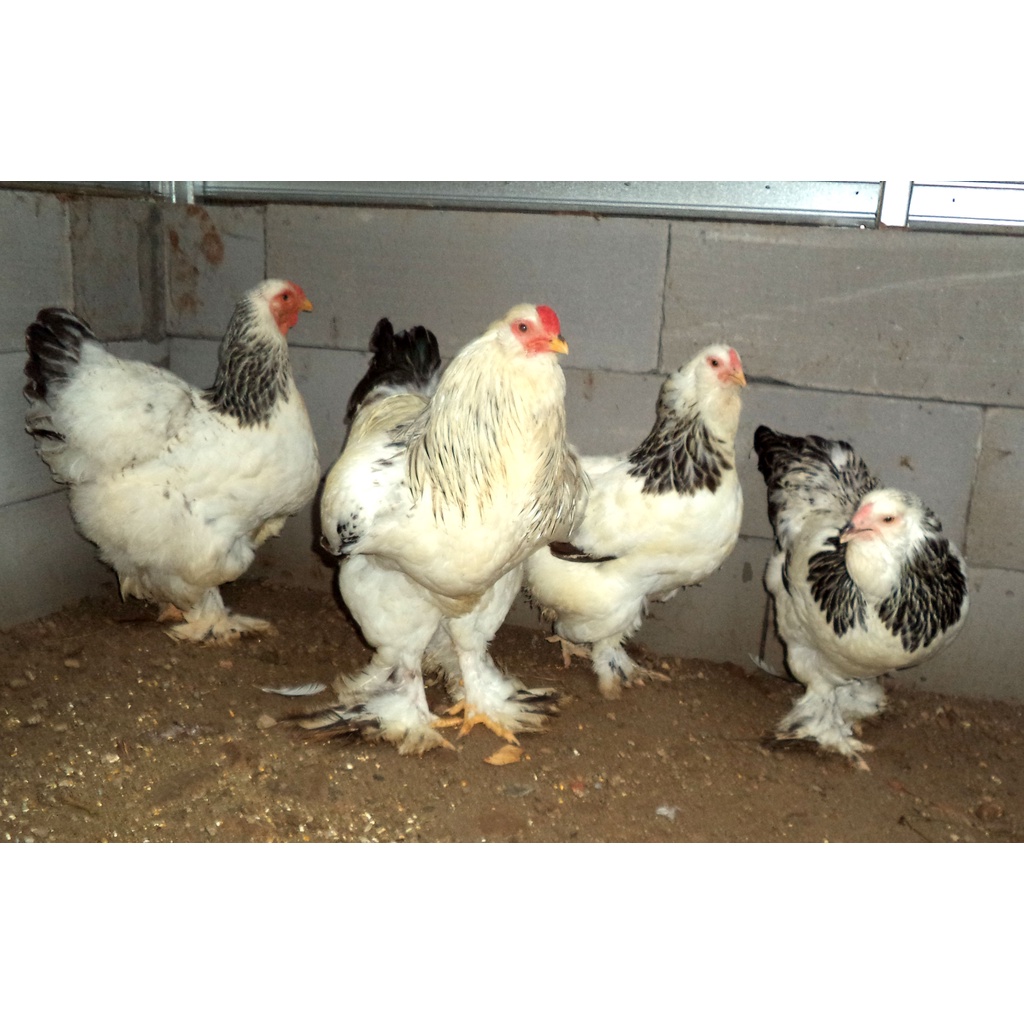 Jual Ayam brahma light colombian anakan usia 1 bulan real foto dan ...
