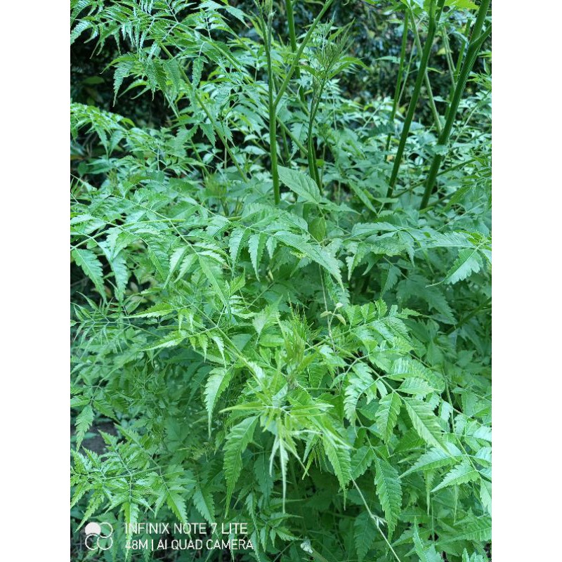 Jual daun mimba atau daun Mindi segar di petik langsung per 500g ...