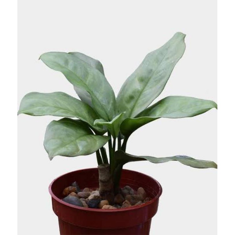 Jual tanaman hias bibitan (anakan) aglonema silver,Aglaonema Queen ...